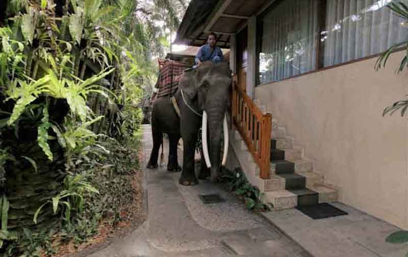 Elephant Safari Park and Lodge | Indonesia Hotel